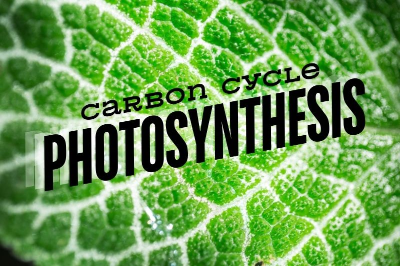 Why Is Photosynthesis Crucial for the Carbon Cycle? - Carbo Europe