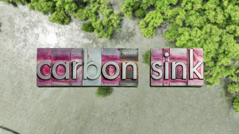 What Happens When Carbon Sinks Become Carbon Sources? - Carbo Europe