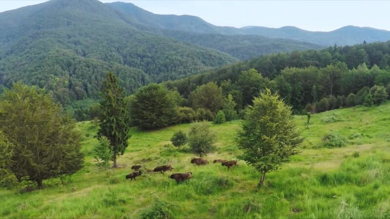 What Is Rewilding and Why Does It Matter in Europe Today - Carbo Europe