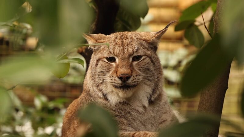 What Is Rewilding and Why Does It Matter in Europe Today - Carbo Europe